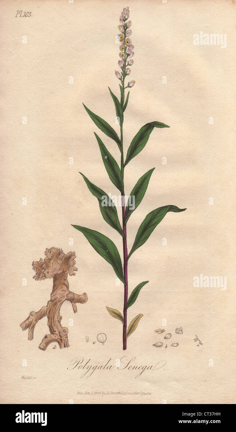 Seneca Snake Root High Resolution Stock Photography and Images - Alamy