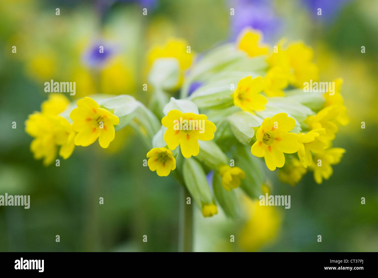English Cowslip Flower
