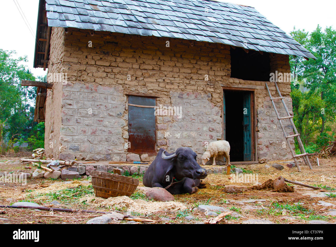 Indian buffalo with barn Stock Photo - Alamy