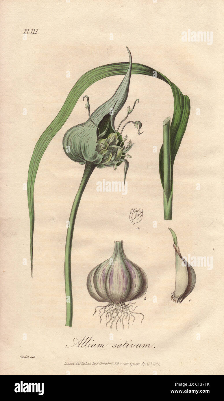 Garlic, Allium sativum Stock Photo - Alamy