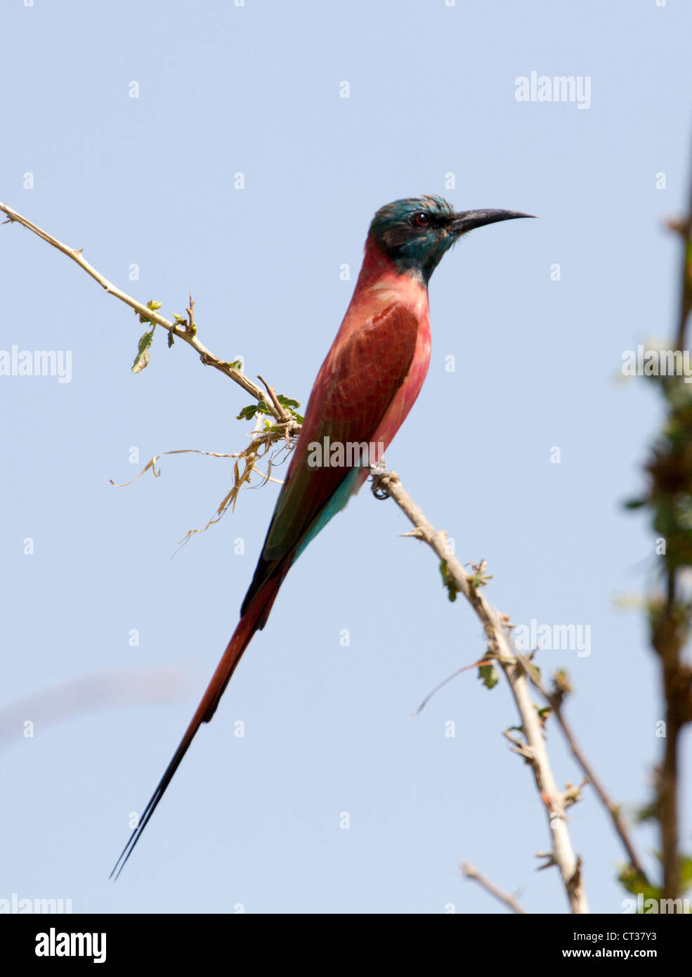 Northern Carmine Bee-eater (Merops nubicus), Murchison Falls National ...