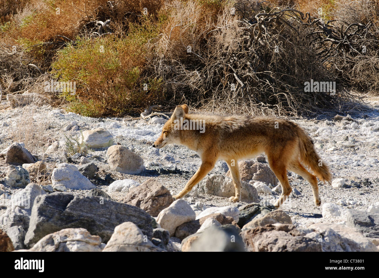 Death valley coyote hi-res stock photography and images - Alamy