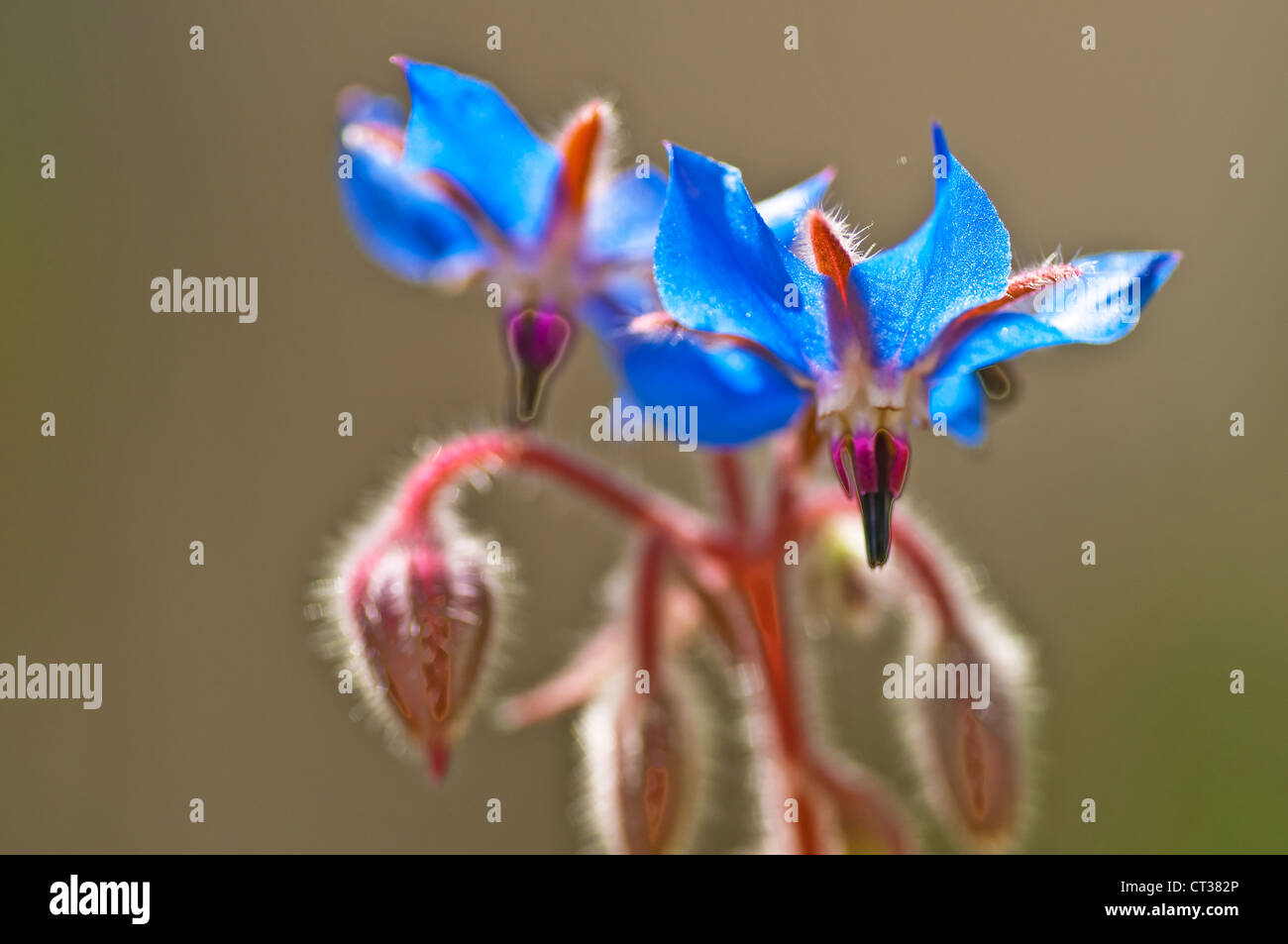 Borage spice and medicine plant Stock Photo - Alamy