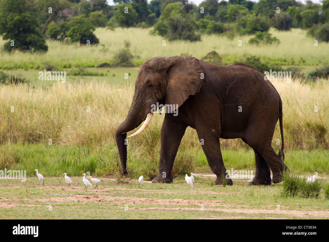 African bull elephant strength hi-res stock photography and images - Alamy