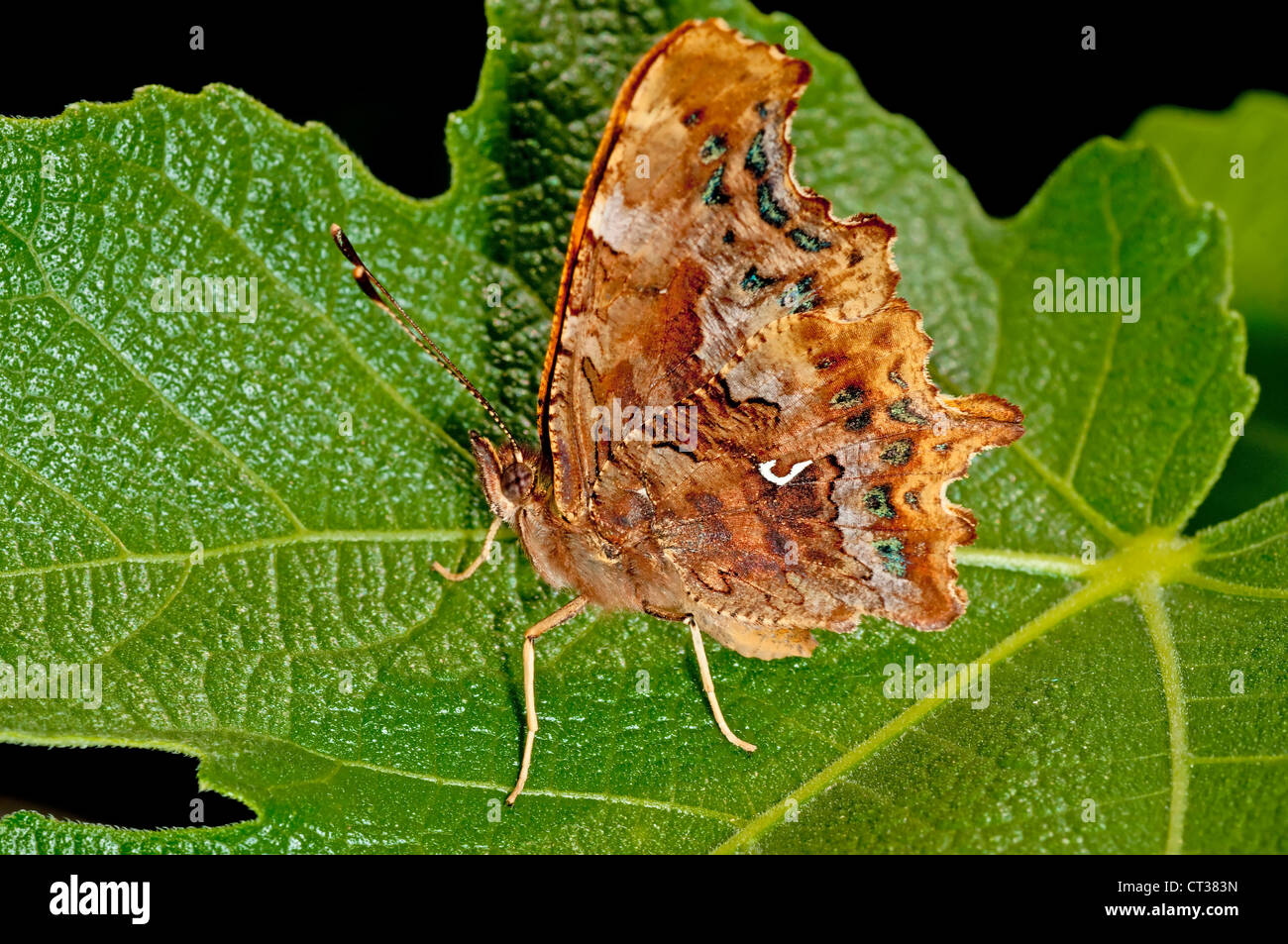 Fig leaf with butterfly hi-res stock photography and images - Alamy