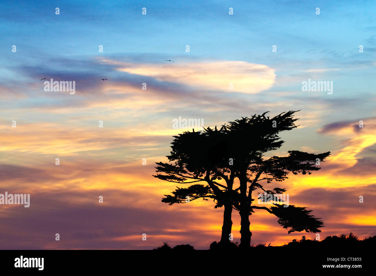 Sunset with a pair of Cypress trees silhouetted against a colorful sky ...
