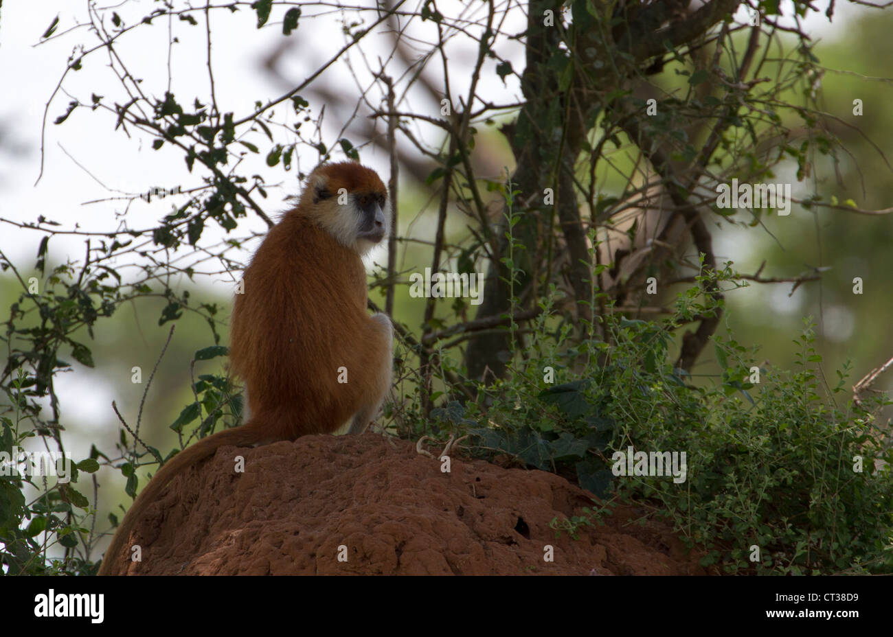 Adult Patas Monkey (Erythrocebus patas) on termite mound, Murchison ...
