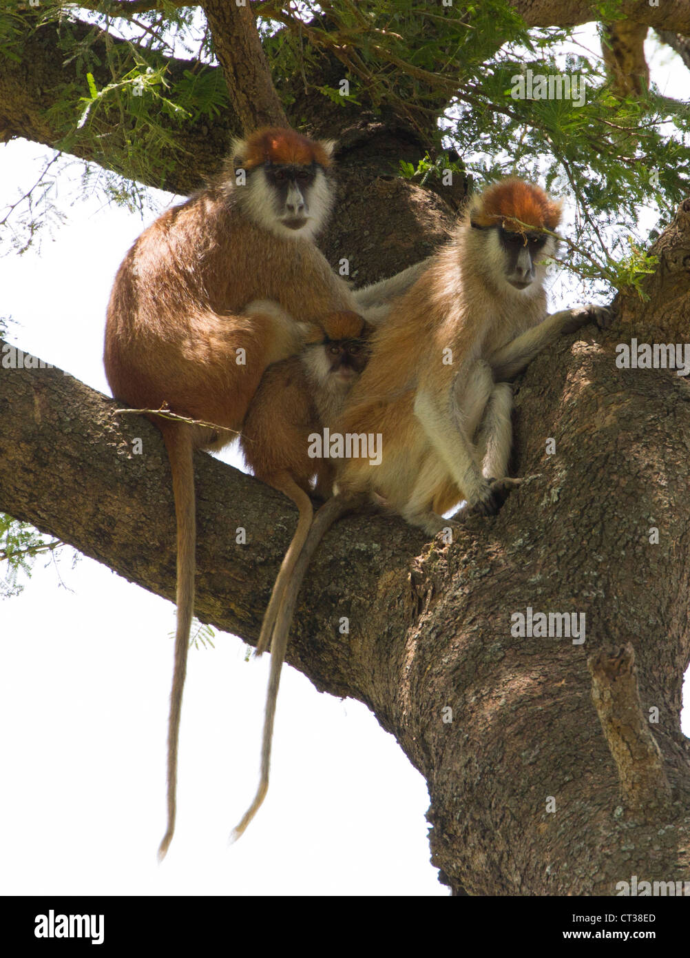 Two juvenile Patas Monkey (Erythrocebus patas) in tree, Murchison Falls ...