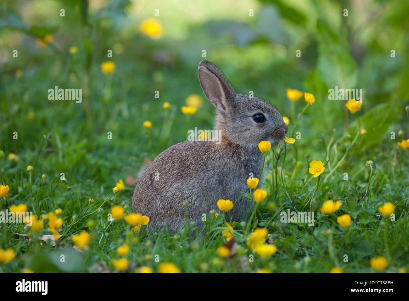 Rabbit (Oryctolagus cuniculus). Feeding on petals of Creeping ...