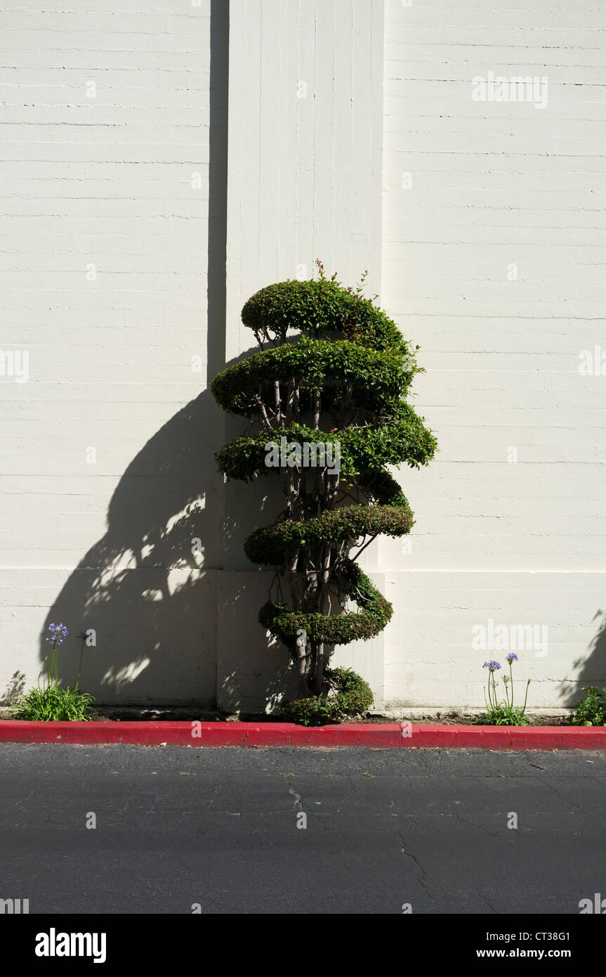 Topiary: A spiral cut bush against a pale wall in the 20th Century fox ...
