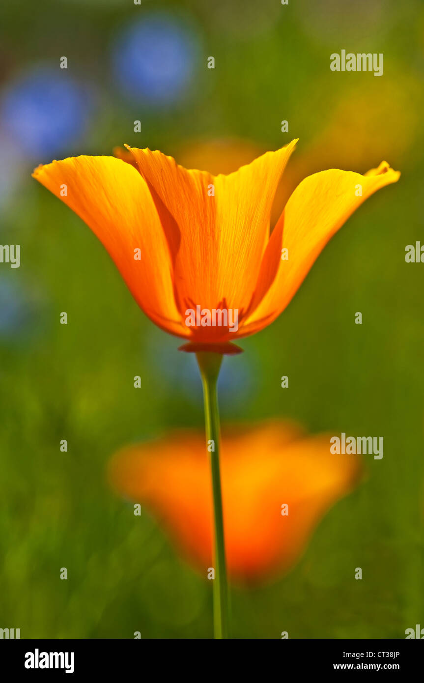 California poppy variety hi-res stock photography and images - Alamy