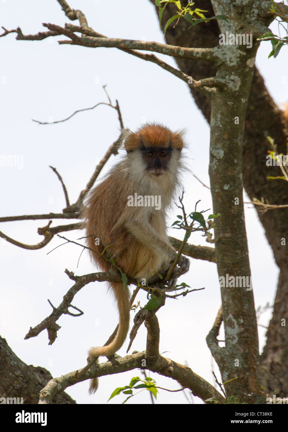 Baby Patas Monkey (Erythrocebus patas) in tree, Murchison Falls ...