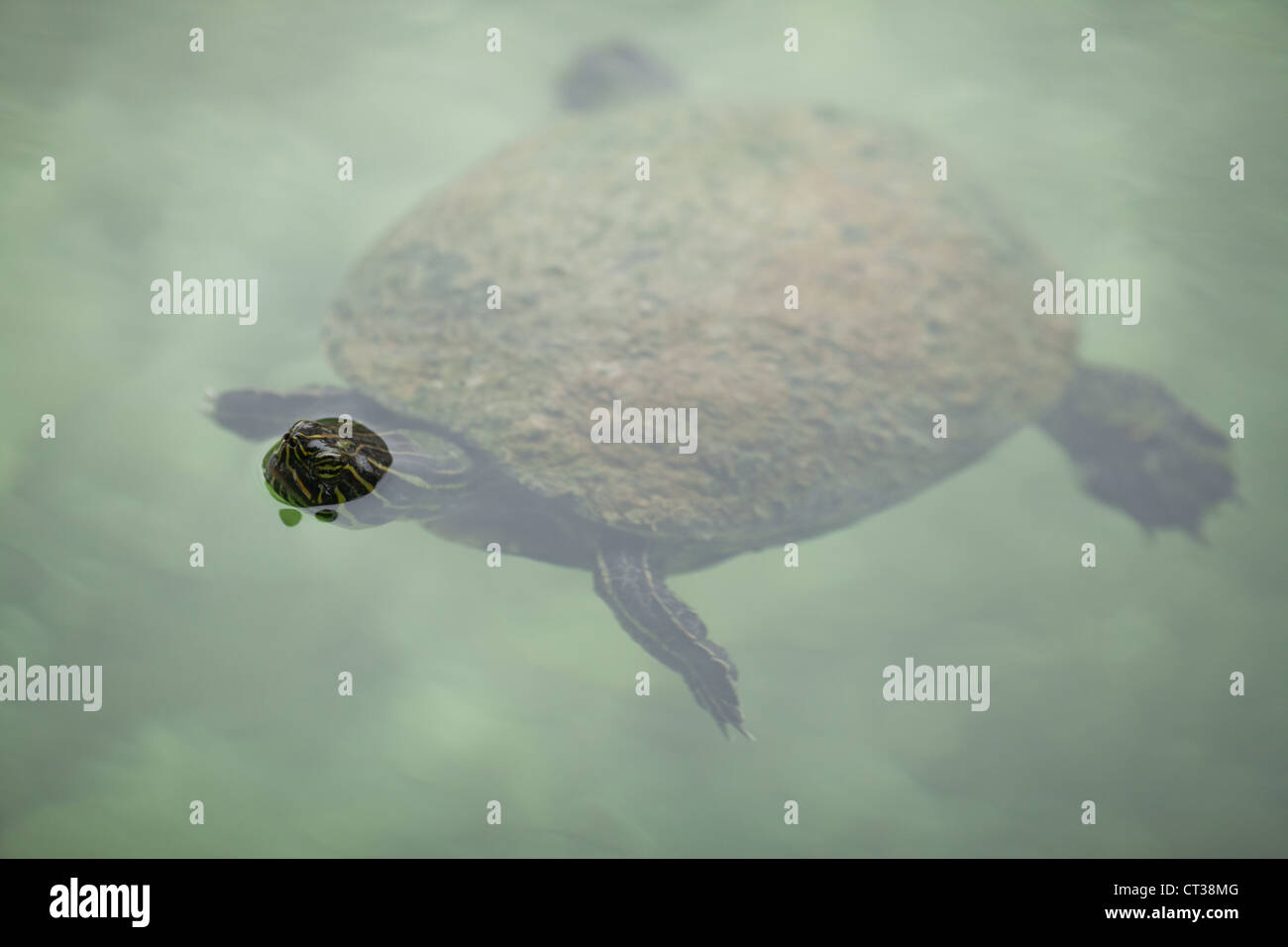 Water Turtle floating Stock Photo - Alamy