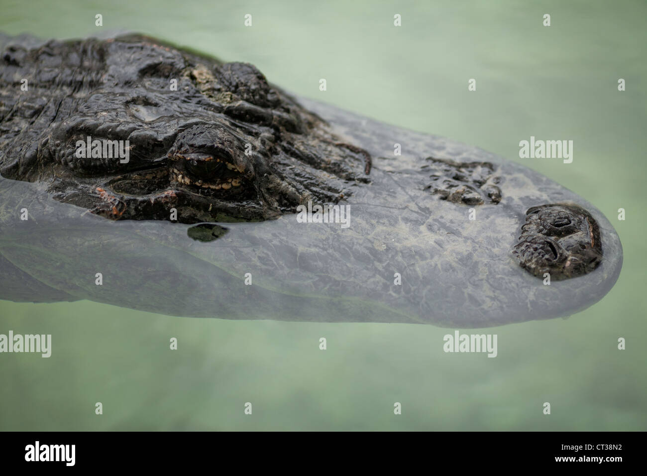 Alligator head floating in the water Stock Photo - Alamy