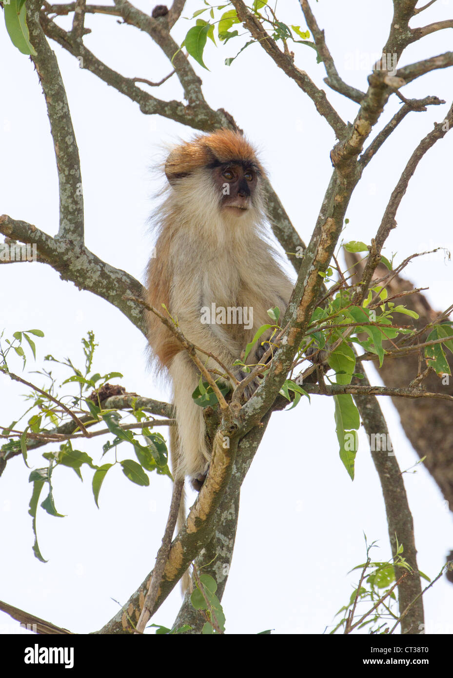 Baby Patas Monkey (Erythrocebus patas) in tree, Murchison Falls ...