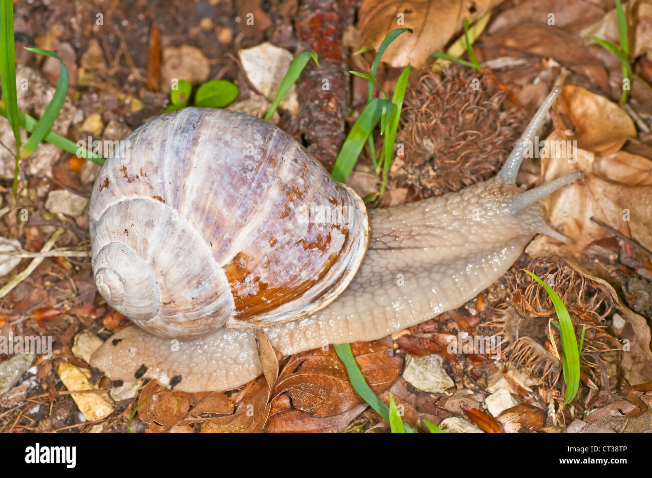 Edible snail head hi-res stock photography and images - Alamy