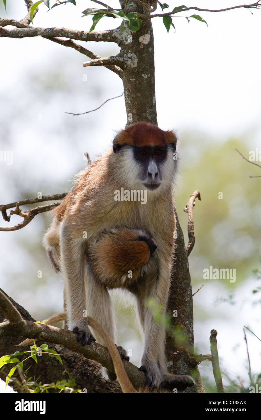 Female Patas Monkey (Erythrocebus patas) with baby, Murchison Falls ...