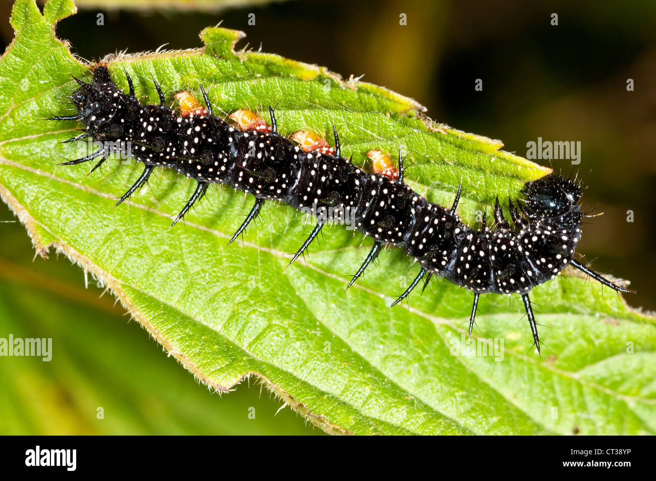 Peacock worm hi-res stock photography and images - Alamy