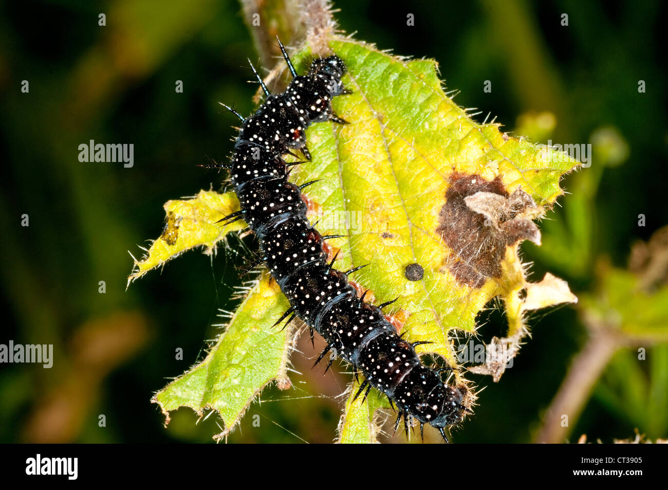 eruca of peacock butterfly Stock Photo - Alamy