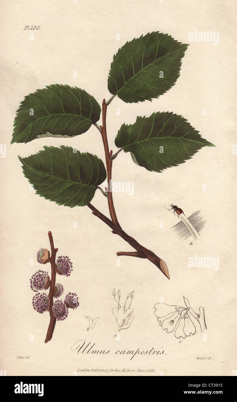 Field elm tree, Ulmus minor Stock Photo - Alamy