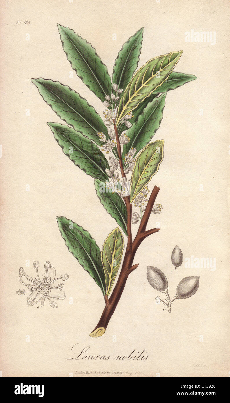 Bay laurel tree, Laurus nobilis Stock Photo - Alamy
