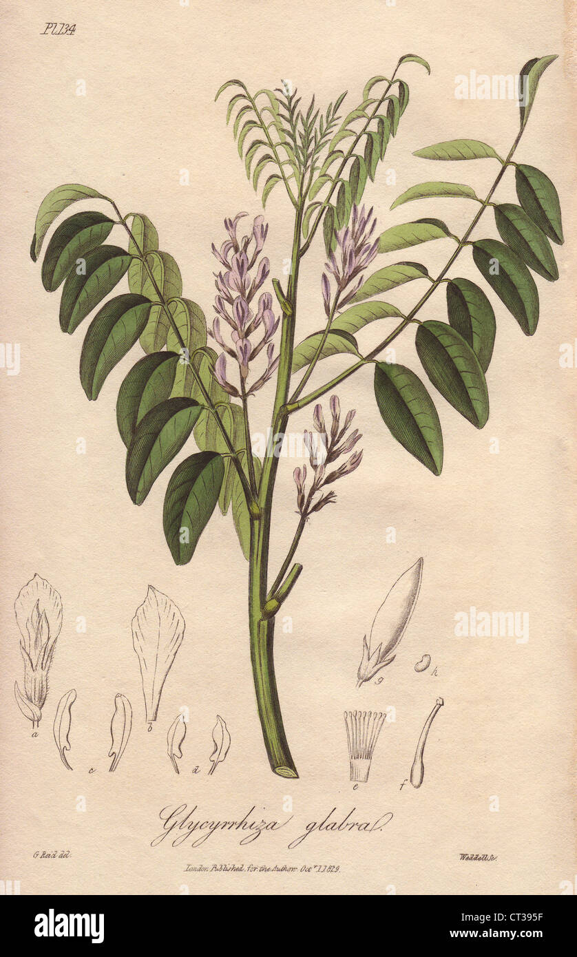 Liquorice, Glycyrrhiza glabra Stock Photo - Alamy
