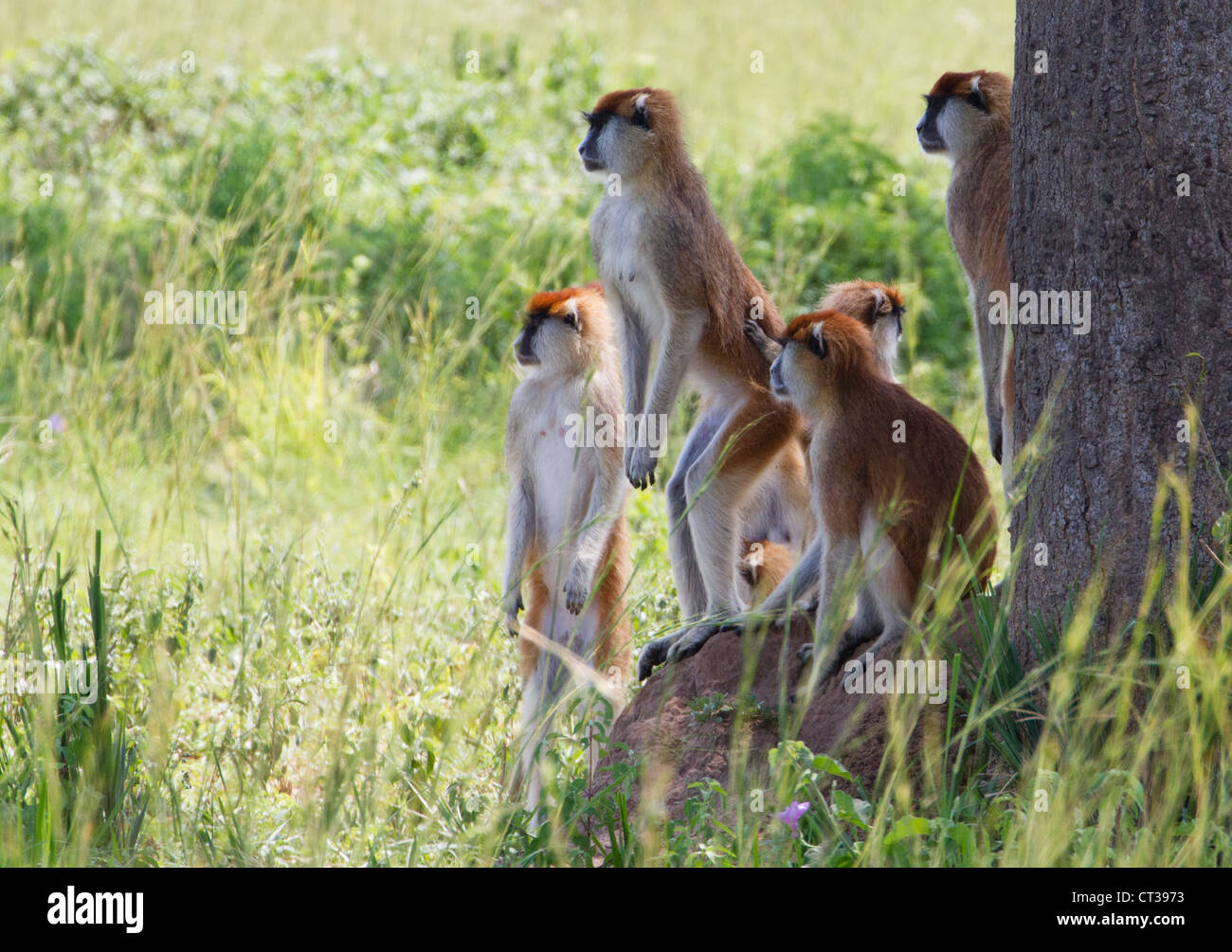 Patas Monkey (Erythrocebus patas), Murchison Falls National Park ...