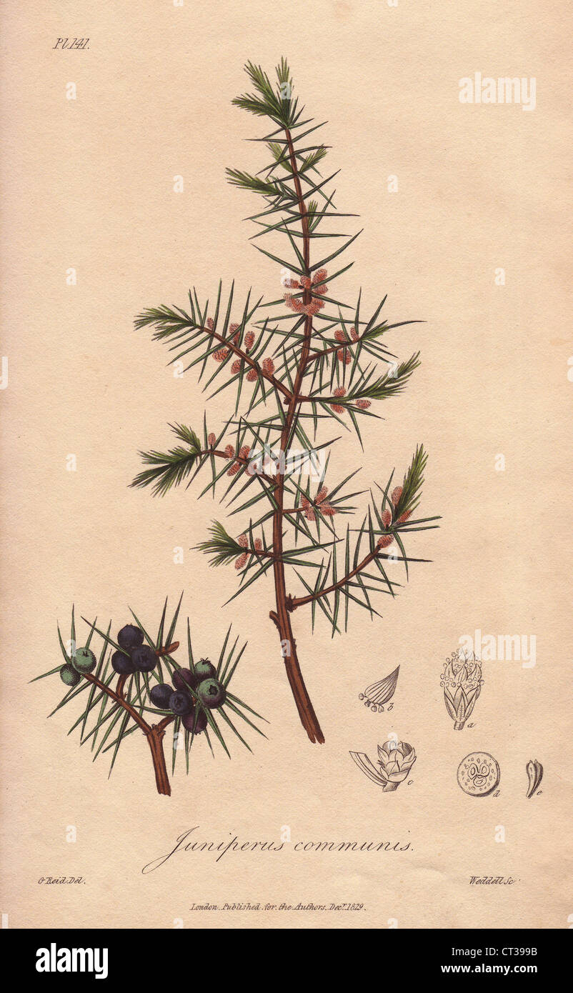 Botanical illustration juniper hi-res stock photography and images - Alamy