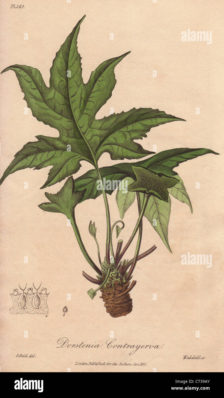 Dorstenia contrayerva hi-res stock photography and images - Alamy