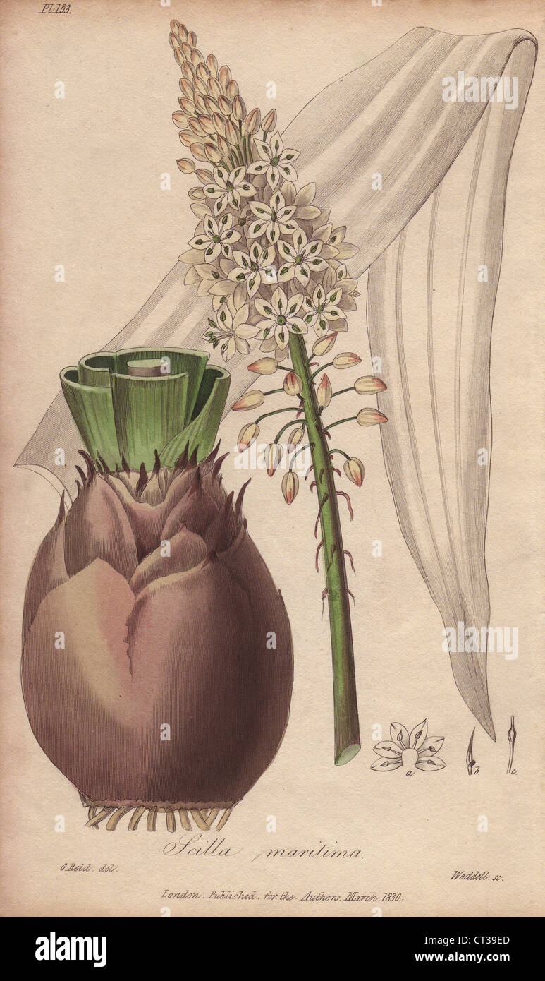 Sea squill, Drimia maritima Stock Photo - Alamy