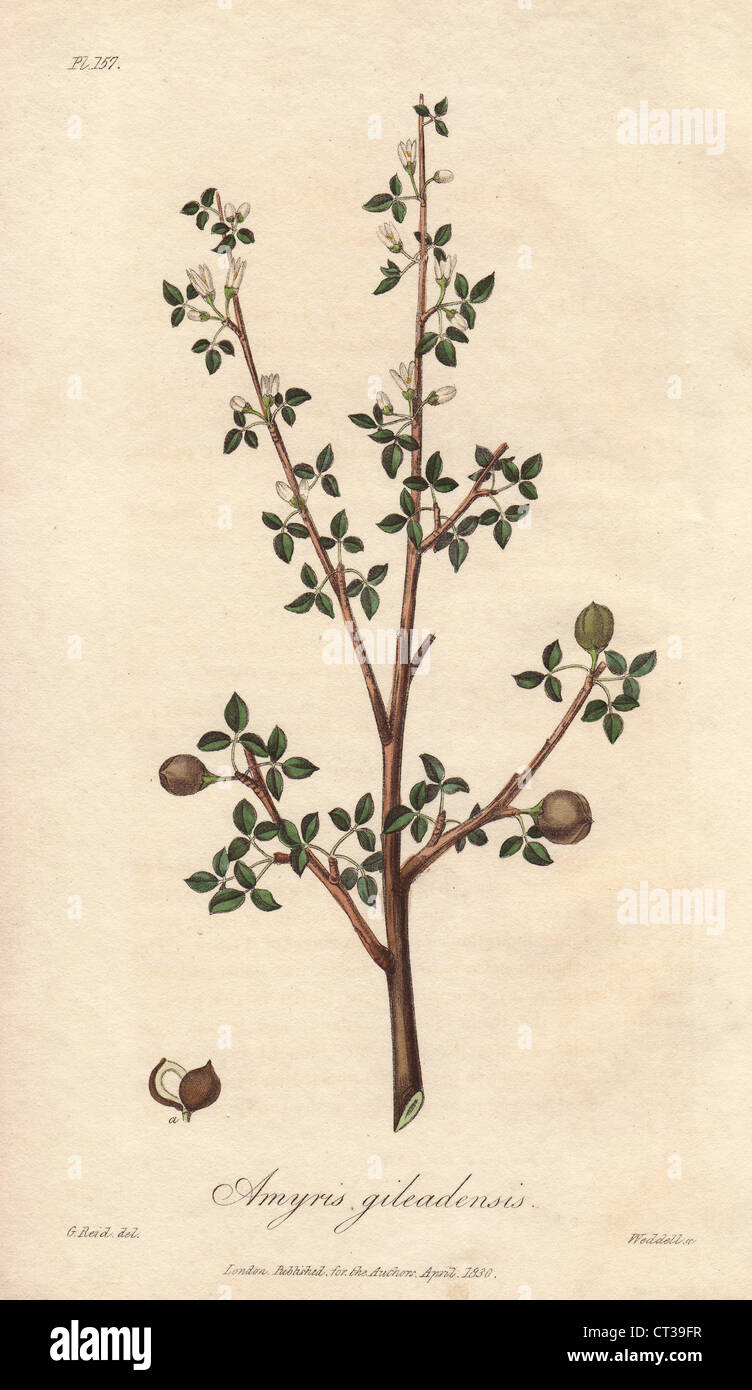 Balsam of Mecca, Commiphora gileadensis Stock Photo - Alamy