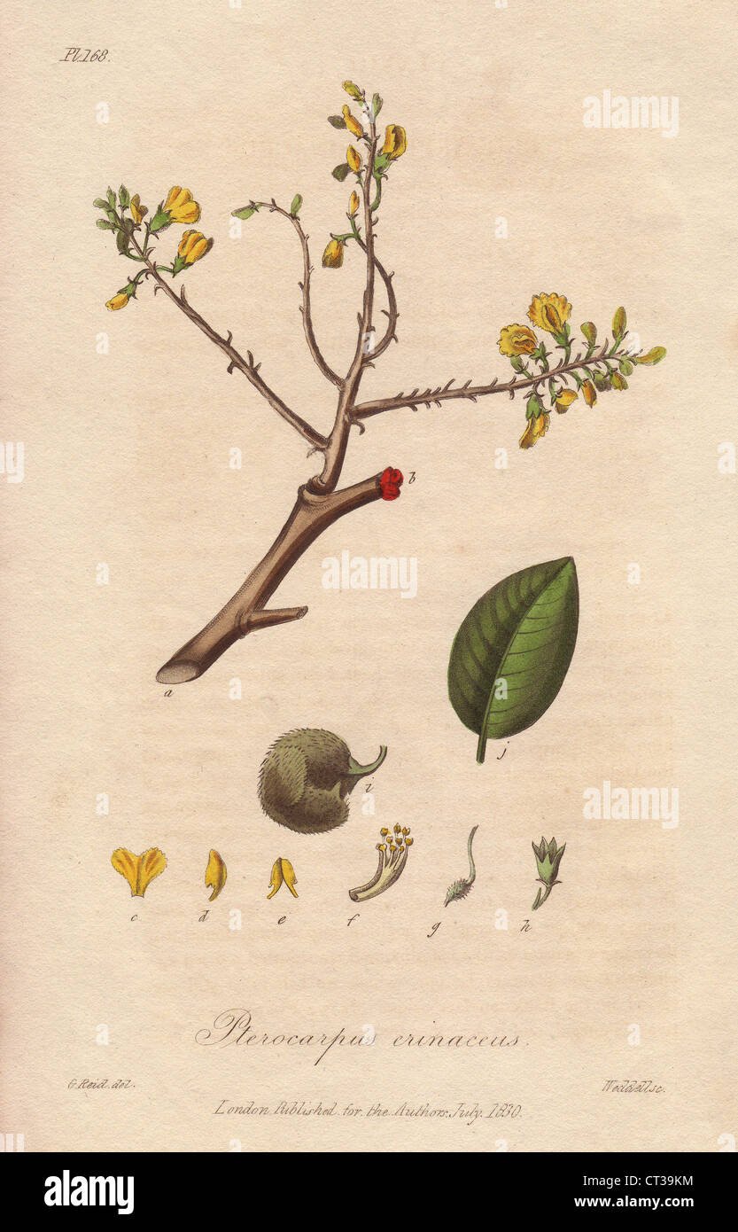 Muninga or barwood, Pterocarpus erinaceus Stock Photo - Alamy