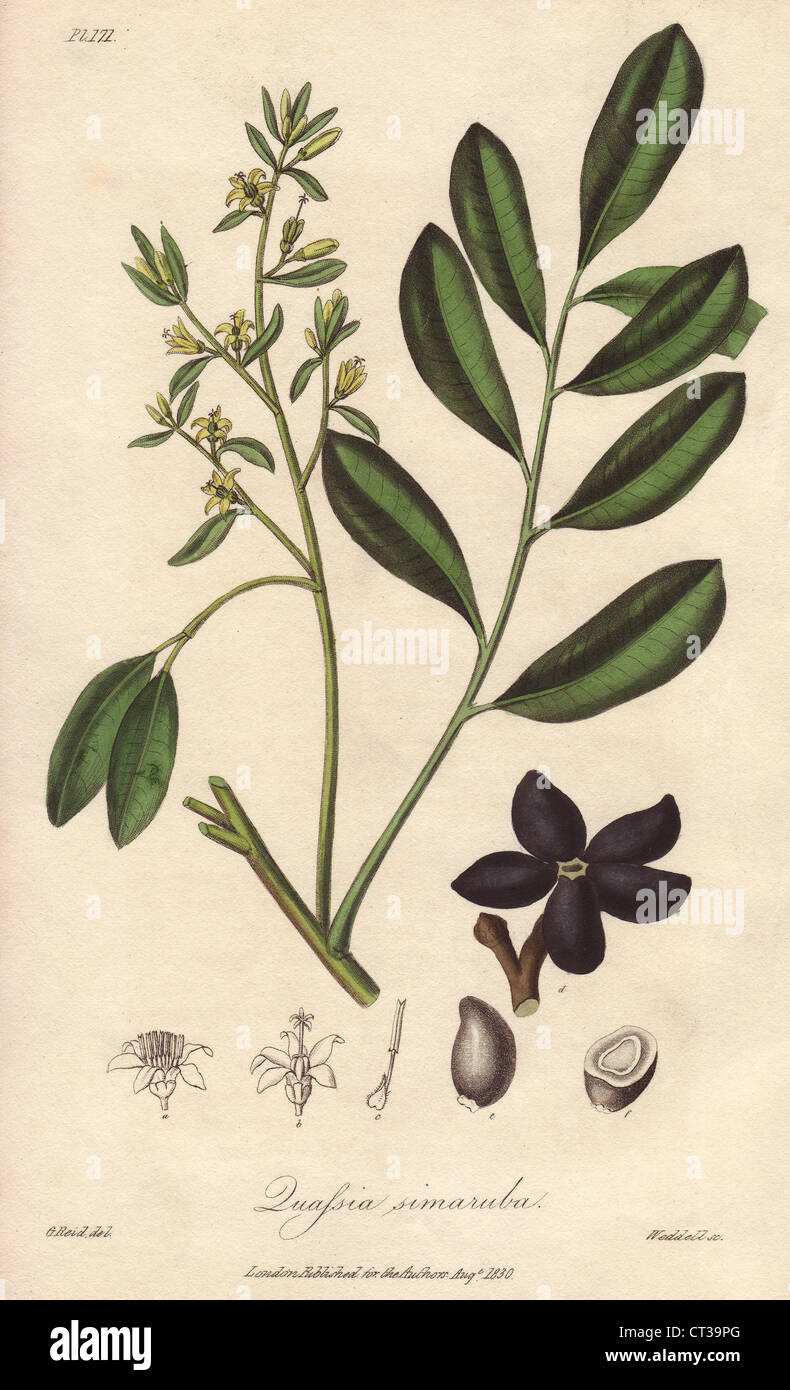 Bitter ash hi-res stock photography and images - Alamy