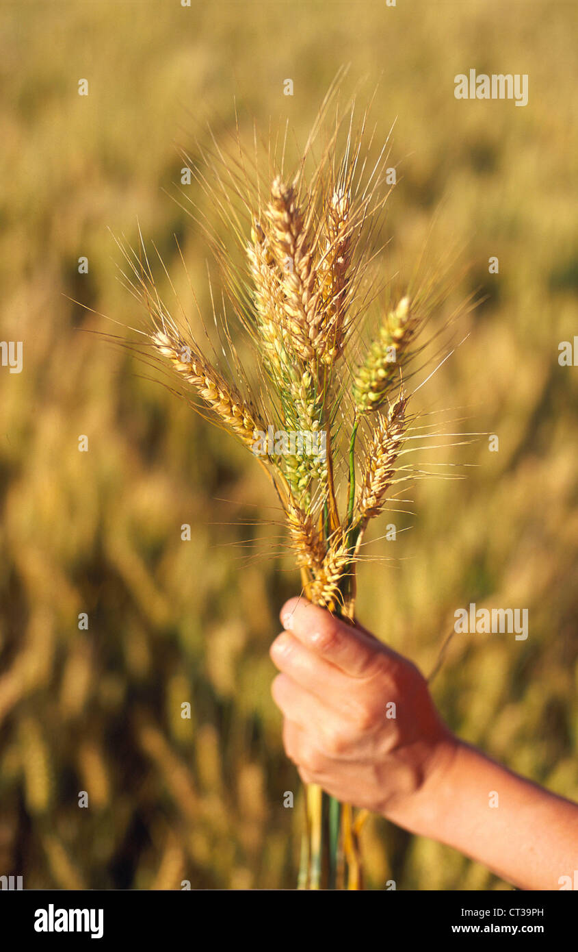 Single wheat plants hi-res stock photography and images - Alamy