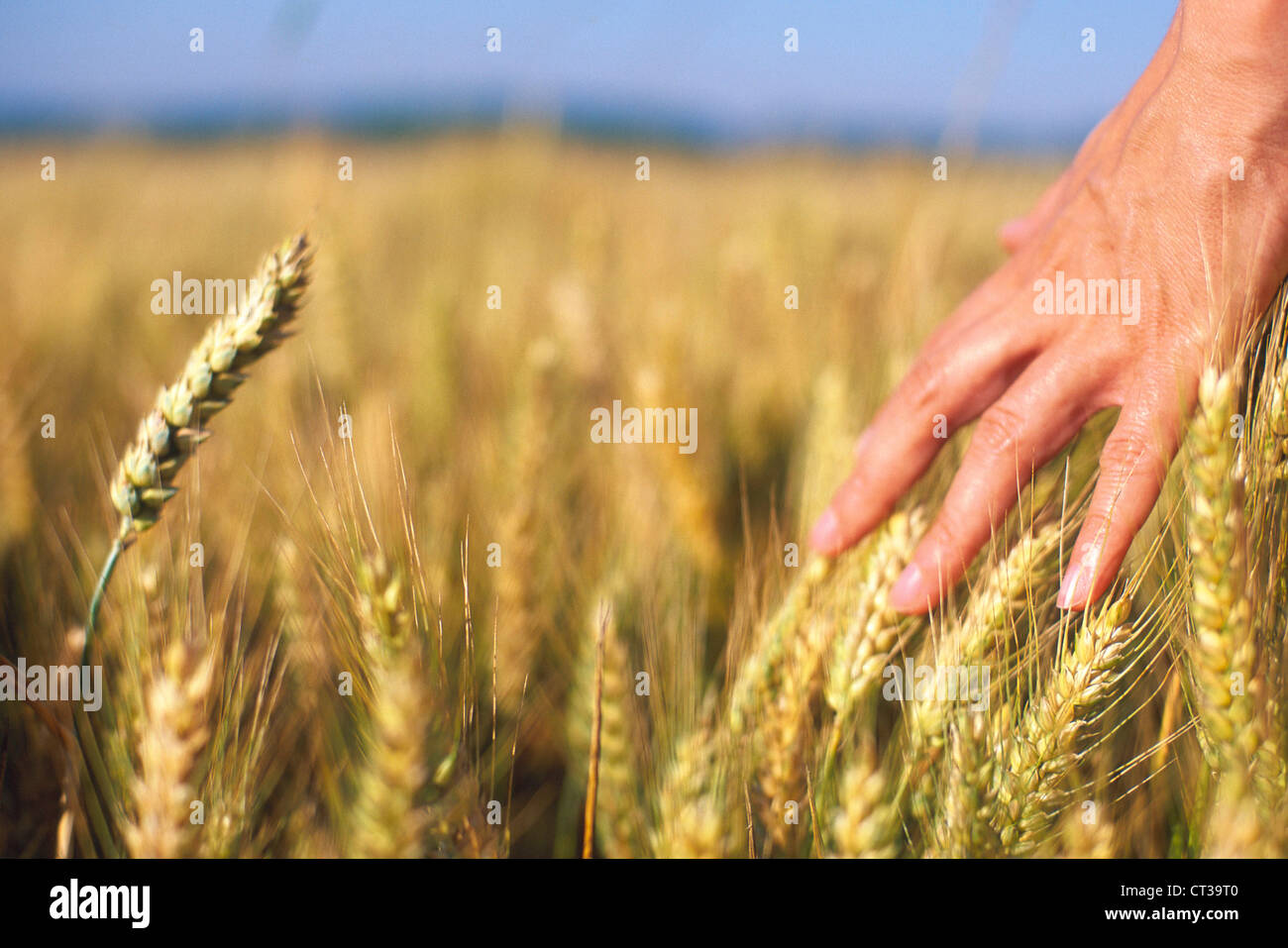 Single wheat plants hi-res stock photography and images - Alamy