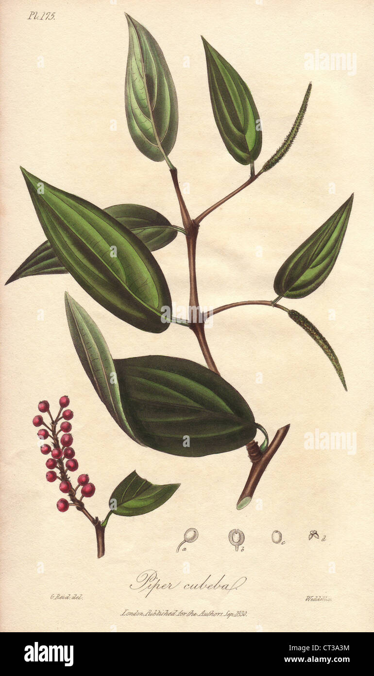 Cubeb botany hi-res stock photography and images - Alamy