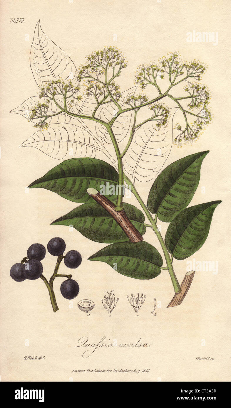 Quassia, Picraena excelsa Stock Photo - Alamy