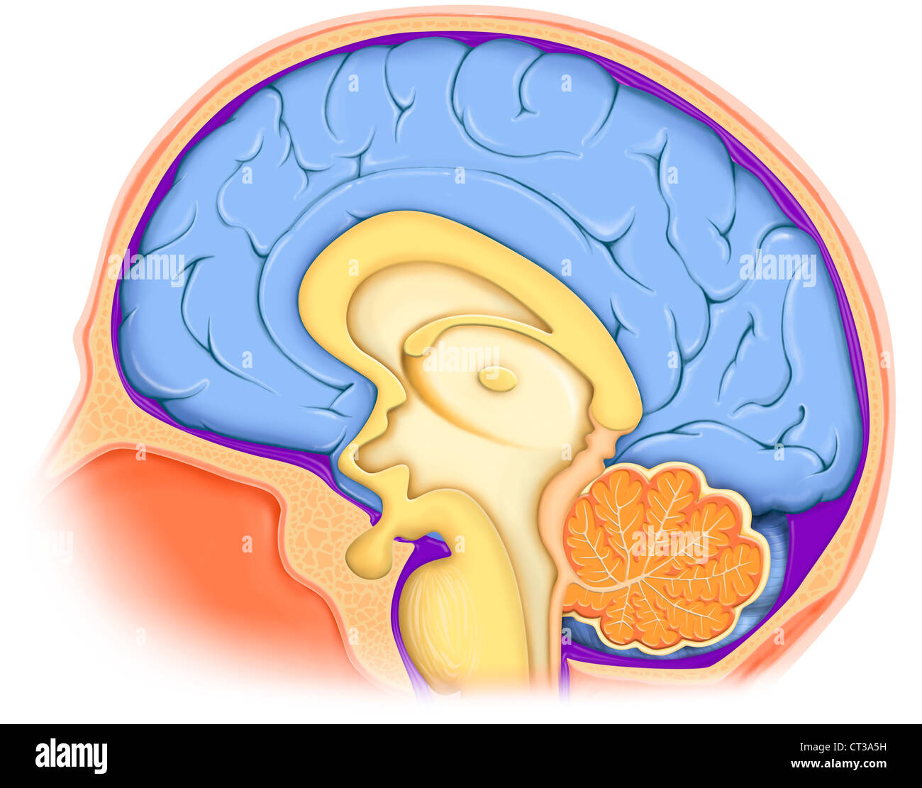 Limbic system drawing hi-res stock photography and images - Alamy