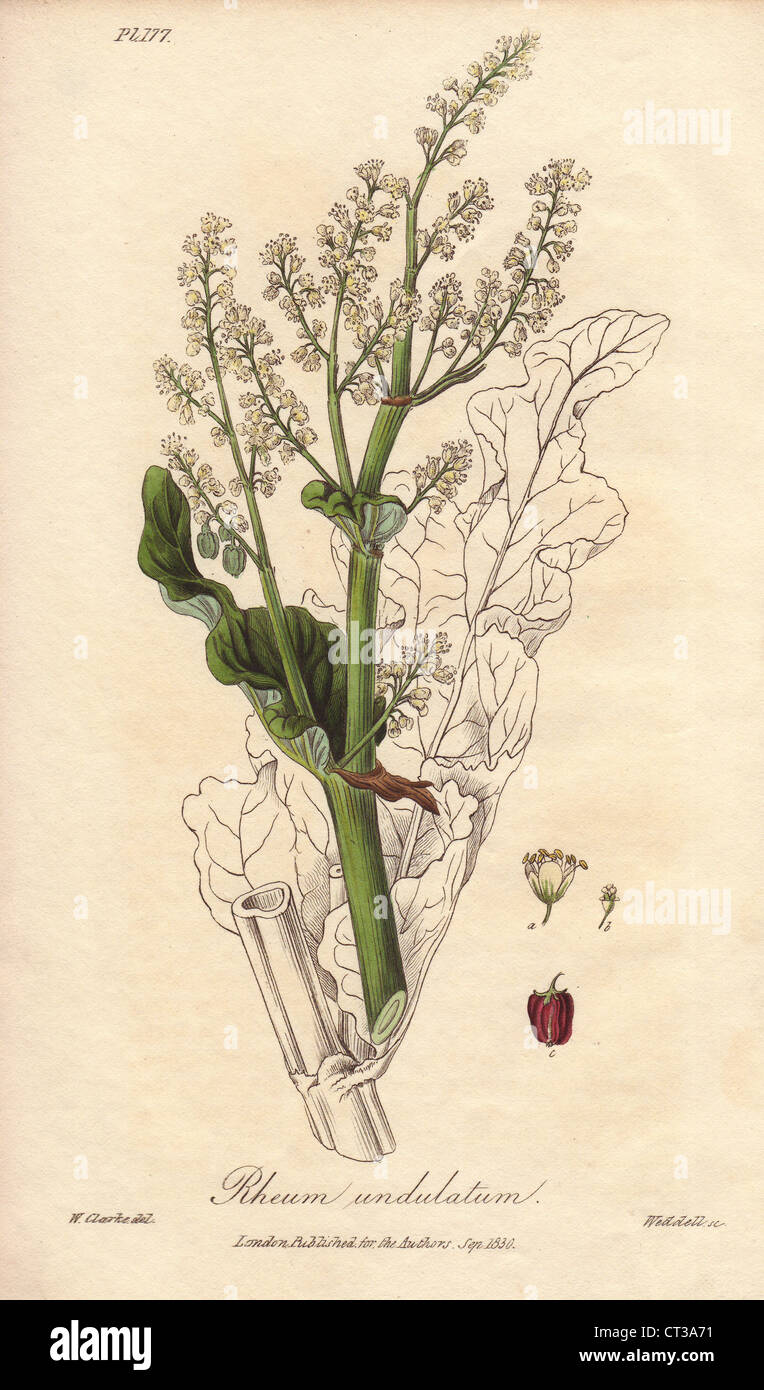 Rhubarb, Rheum undulatum Stock Photo - Alamy