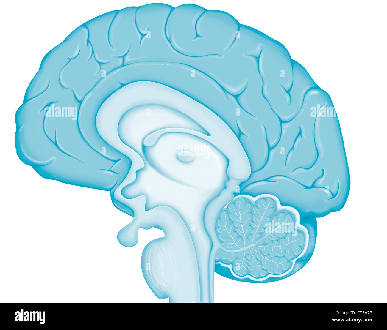 Limbic system drawing hi-res stock photography and images - Alamy