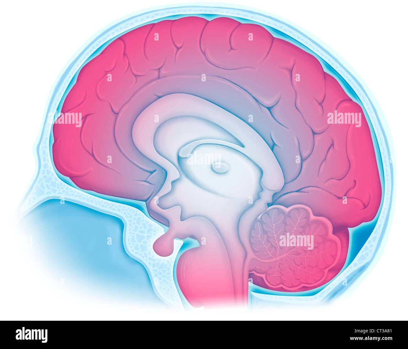 Limbic system drawing hi-res stock photography and images - Alamy