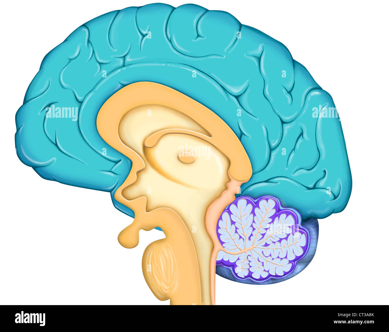Limbic system drawing hi-res stock photography and images - Alamy