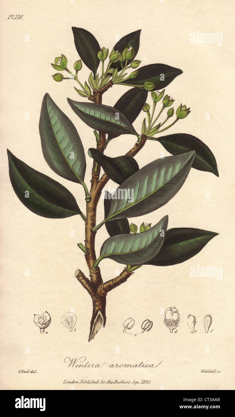 Winter's bark or canelo, Drimys winteri Stock Photo - Alamy