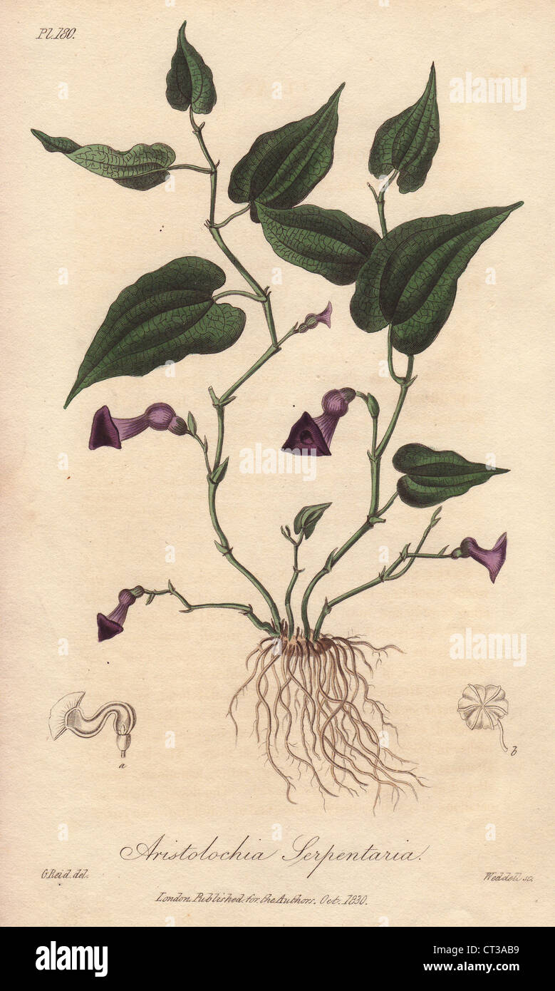 Aristolochia Serpentaria