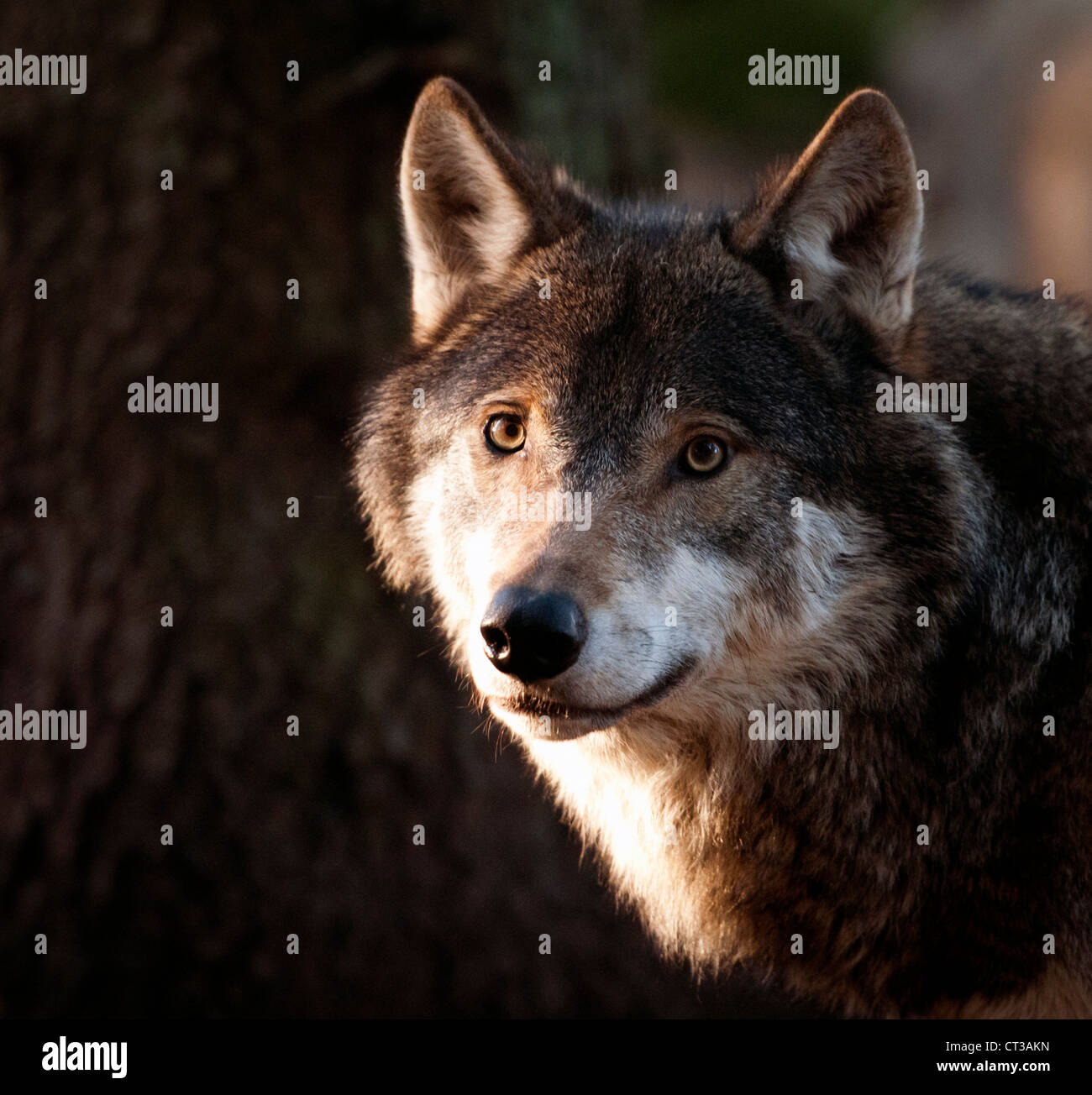 European grey wolf in dark forest (face shot Stock Photo - Alamy