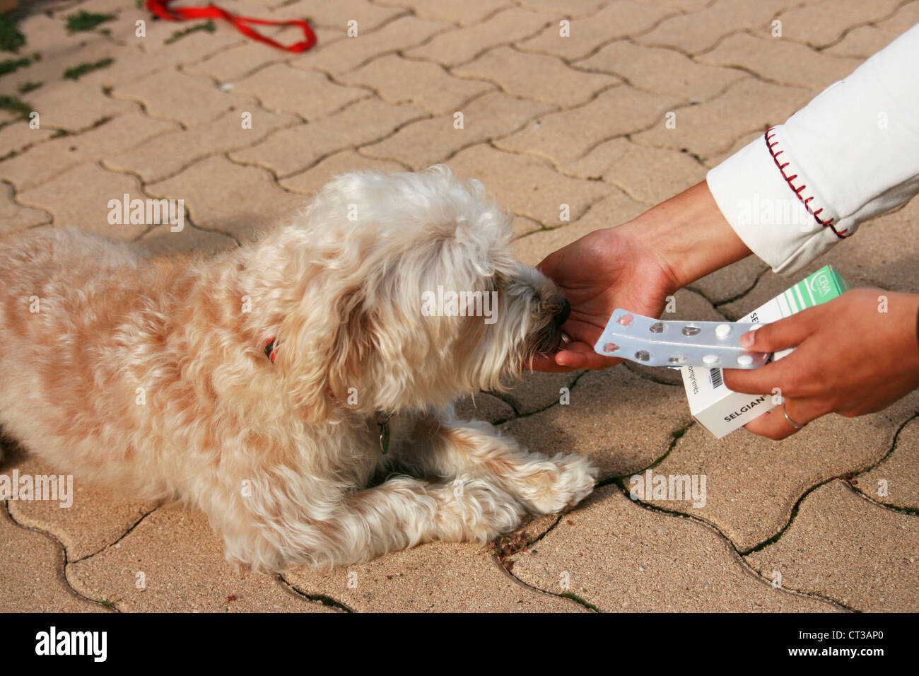 Confined animal hi-res stock photography and images - Alamy