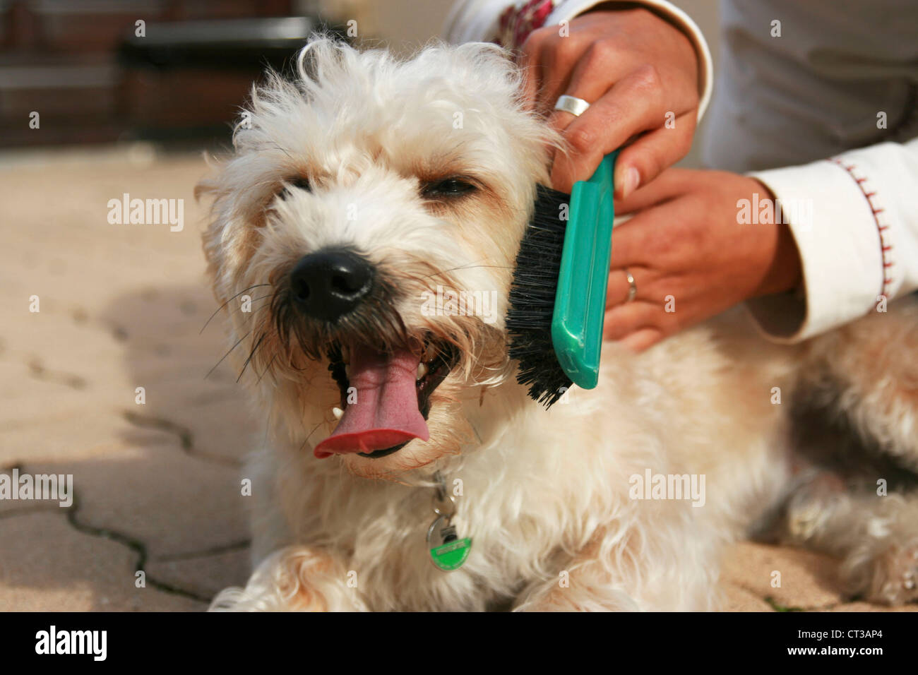 Confined animal hi-res stock photography and images - Alamy