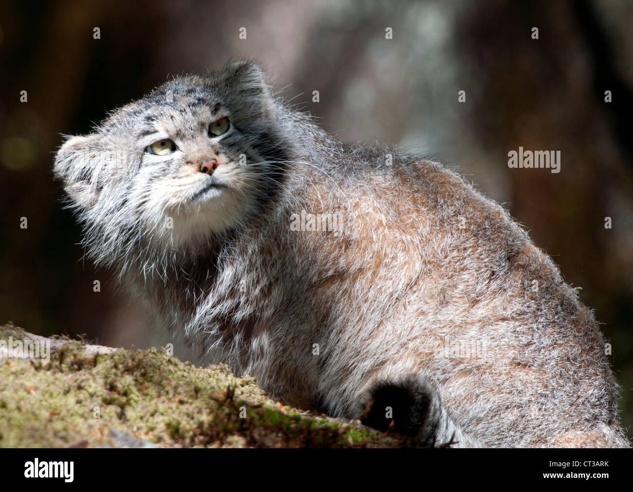 Cat on the rocks hi-res stock photography and images - Alamy