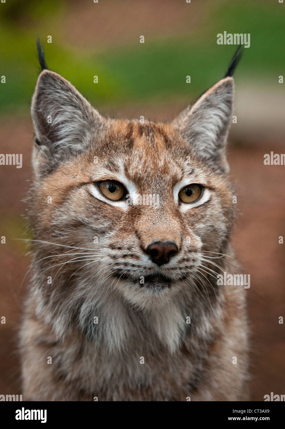 Male lynx (close-up Stock Photo - Alamy