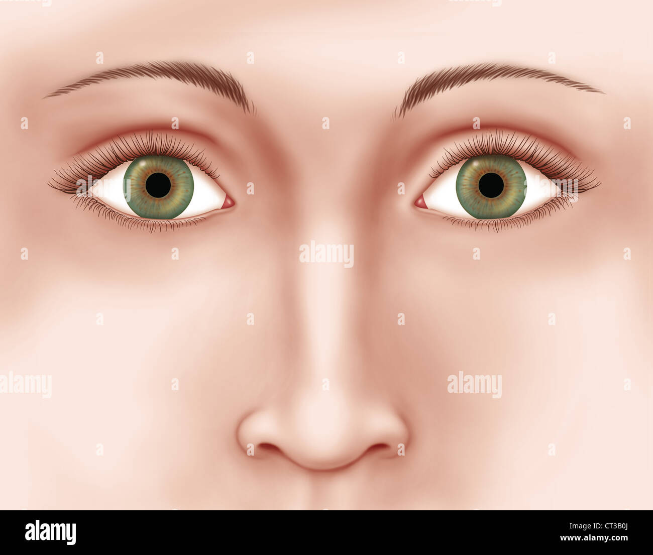 See seeing look looking view viewing visual eyes eyesight hi-res stock ...